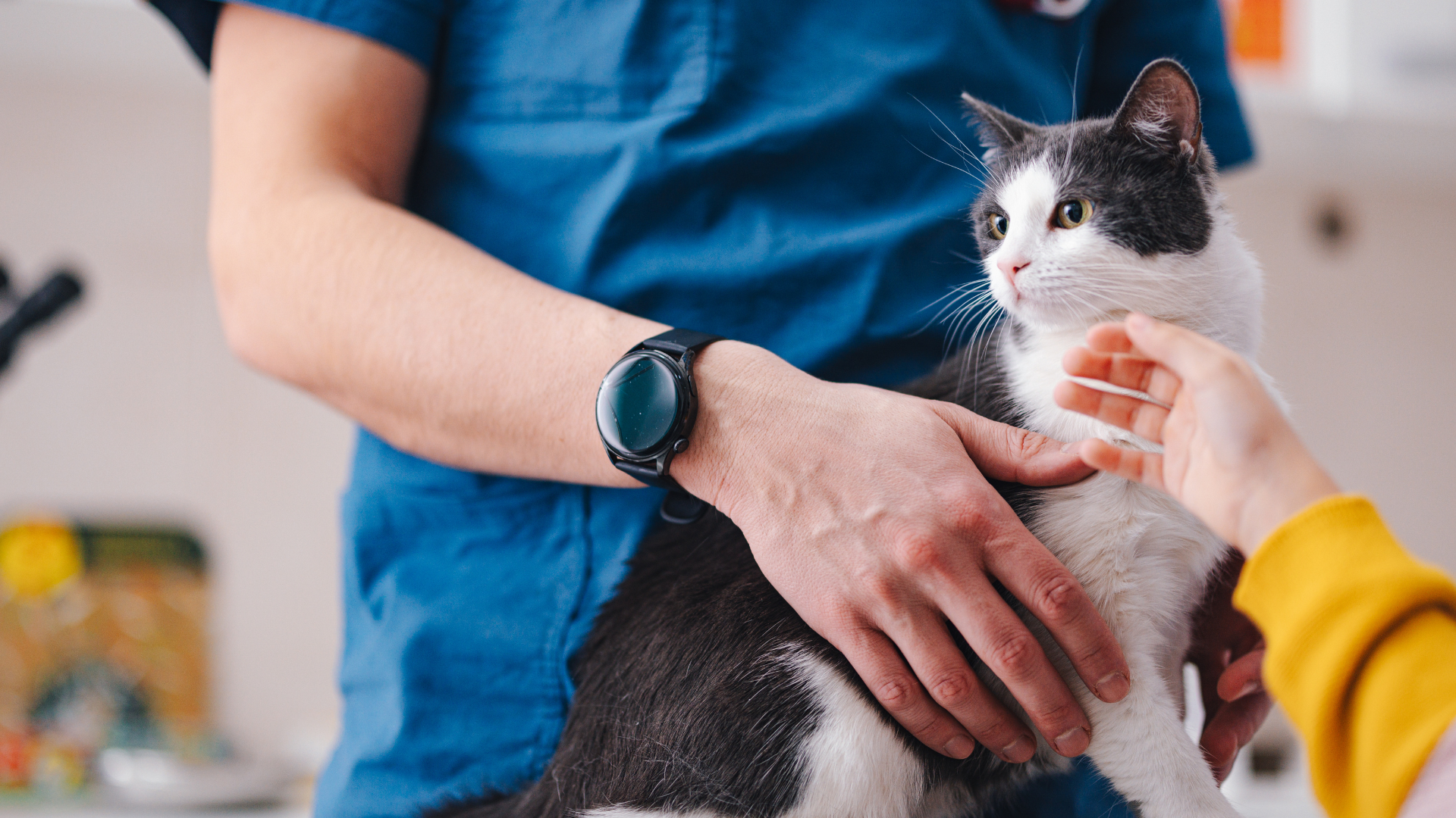 Cat Enucleation In Milton, FL | Accessible Veterinary Care