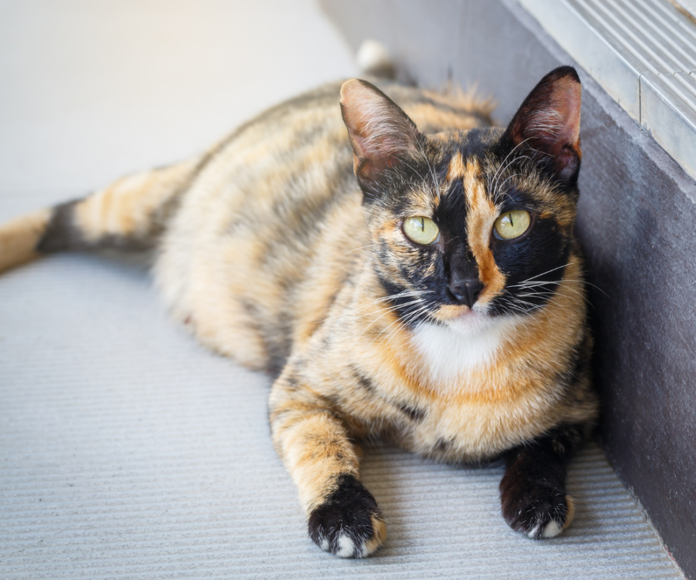Cat C-Section In Milton, FL | Accessible Veterinary Care