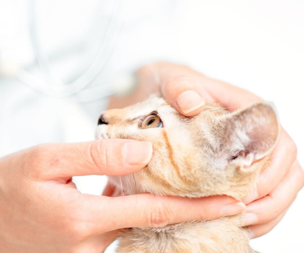 Cat Enucleation In Milton, FL | Accessible Veterinary Care